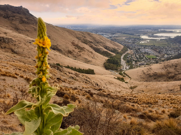 Private Port Hills guided walk and city tour – Canterbury Trails